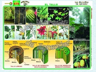El tallo y su clasificación | PPTX