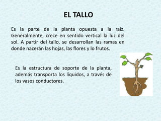 El tallo y su clasificación | PPTX