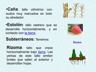 El tallo y su clasificación | PPTX