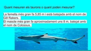 El tauro blanc | PPTX