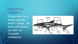 El tauro bou Andrea- Hugo | PPTX