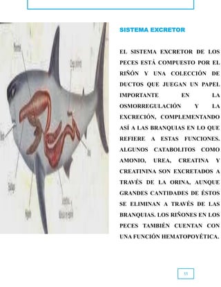 Diagrama De Esqueleto De Tiburon