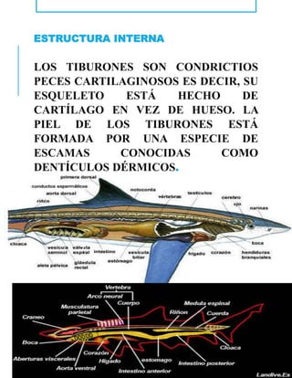 Diagrama De Esqueleto De Tiburon