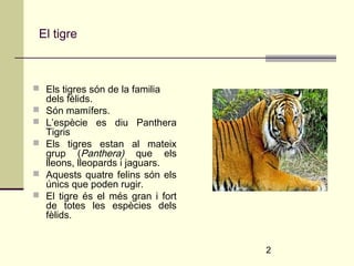 El tigre | PPT