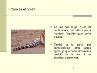 El tigre | PPT