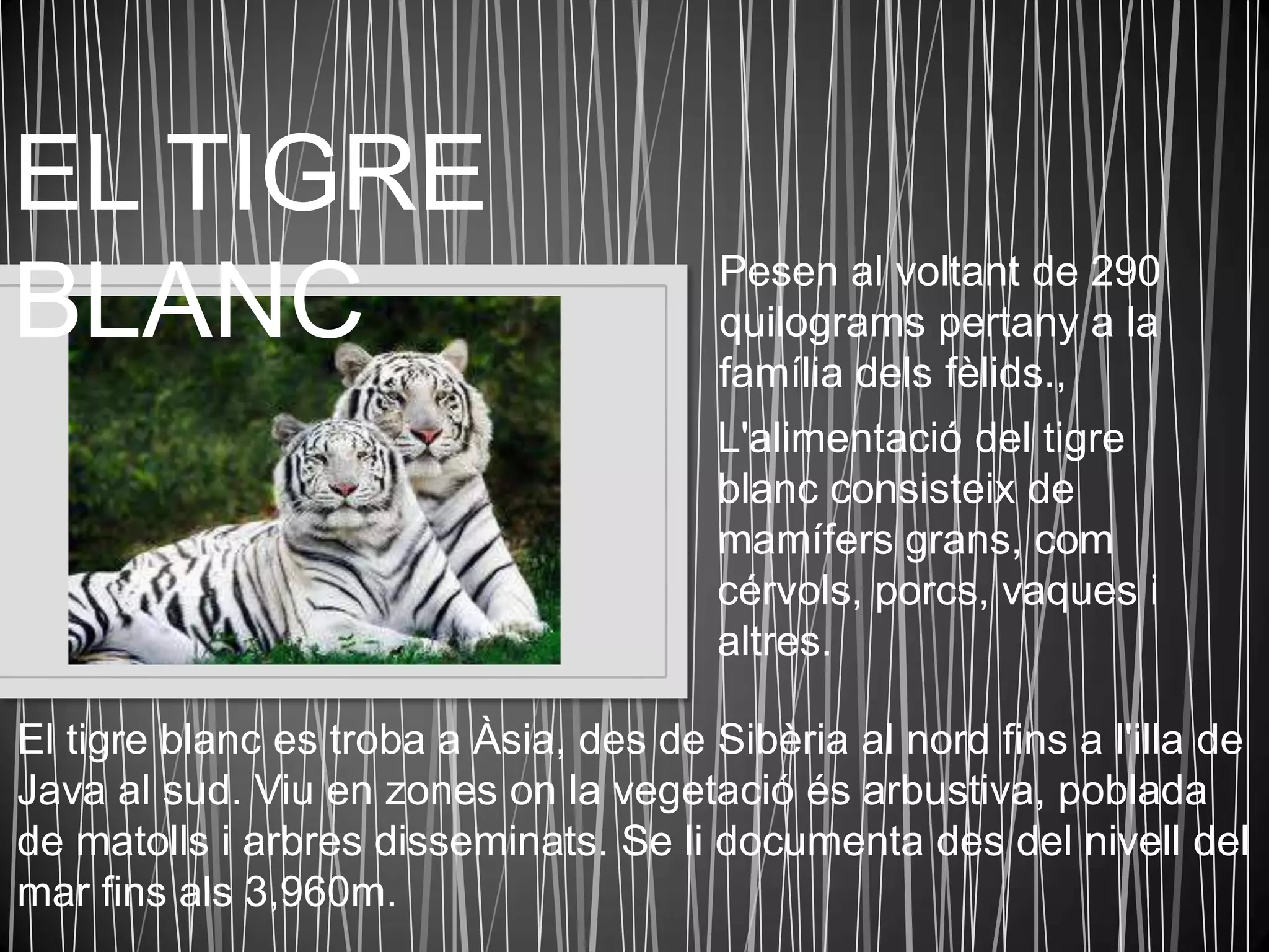 El tigre blanc | PPTX