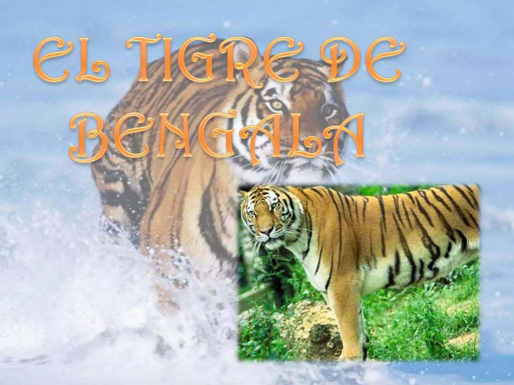 El tigre de bengala | PPTX