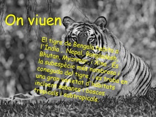 El tigre de bengala acabat | PPTX