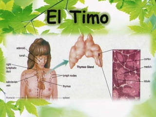 El timo | PPTX