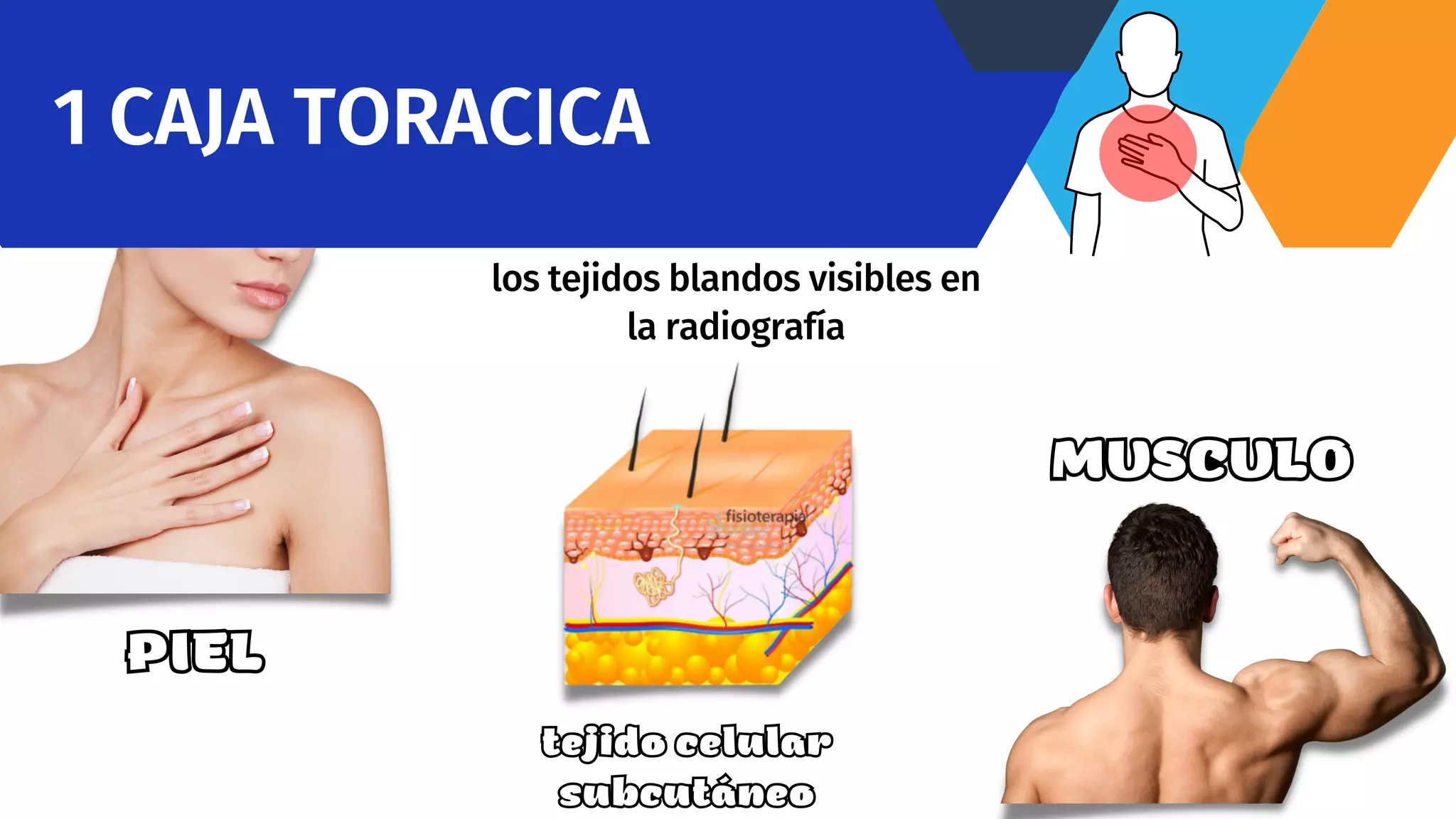 EL TORAX ANATOMIA.pdf
