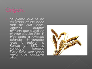 El trigo | PPS