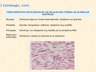 Tubo digestivo | PPT
