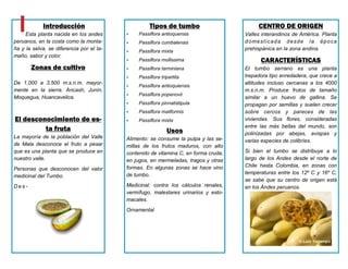 El tumbo triptico | PDF