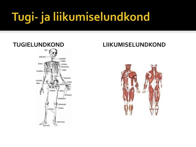 Elundid ja elundkonnad | PPTX