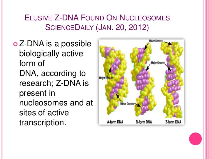 Elusive z dna found on nucleosomes and flatworm flouts