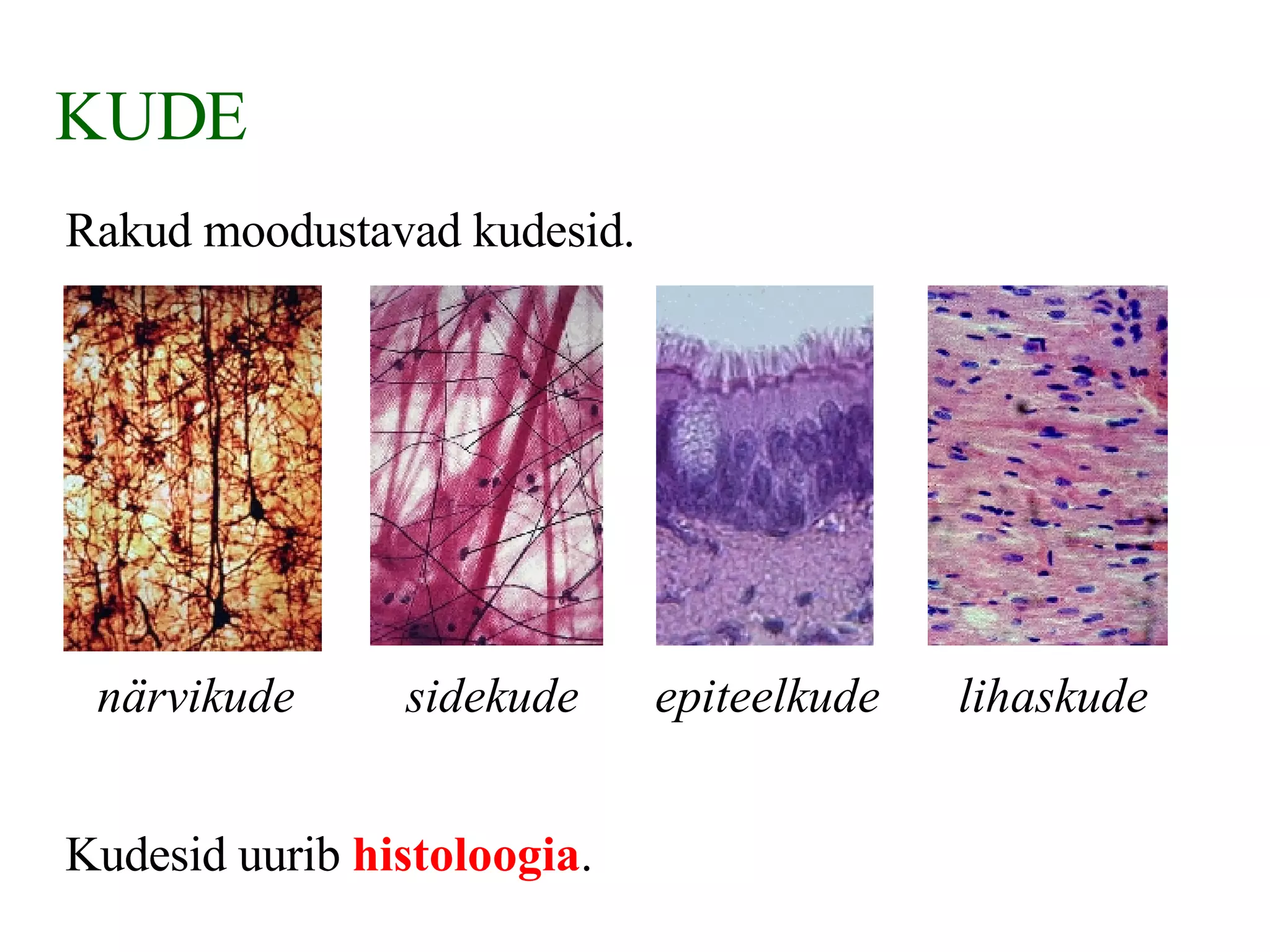 Eluslooduse organiseerituse tasemed | PPT