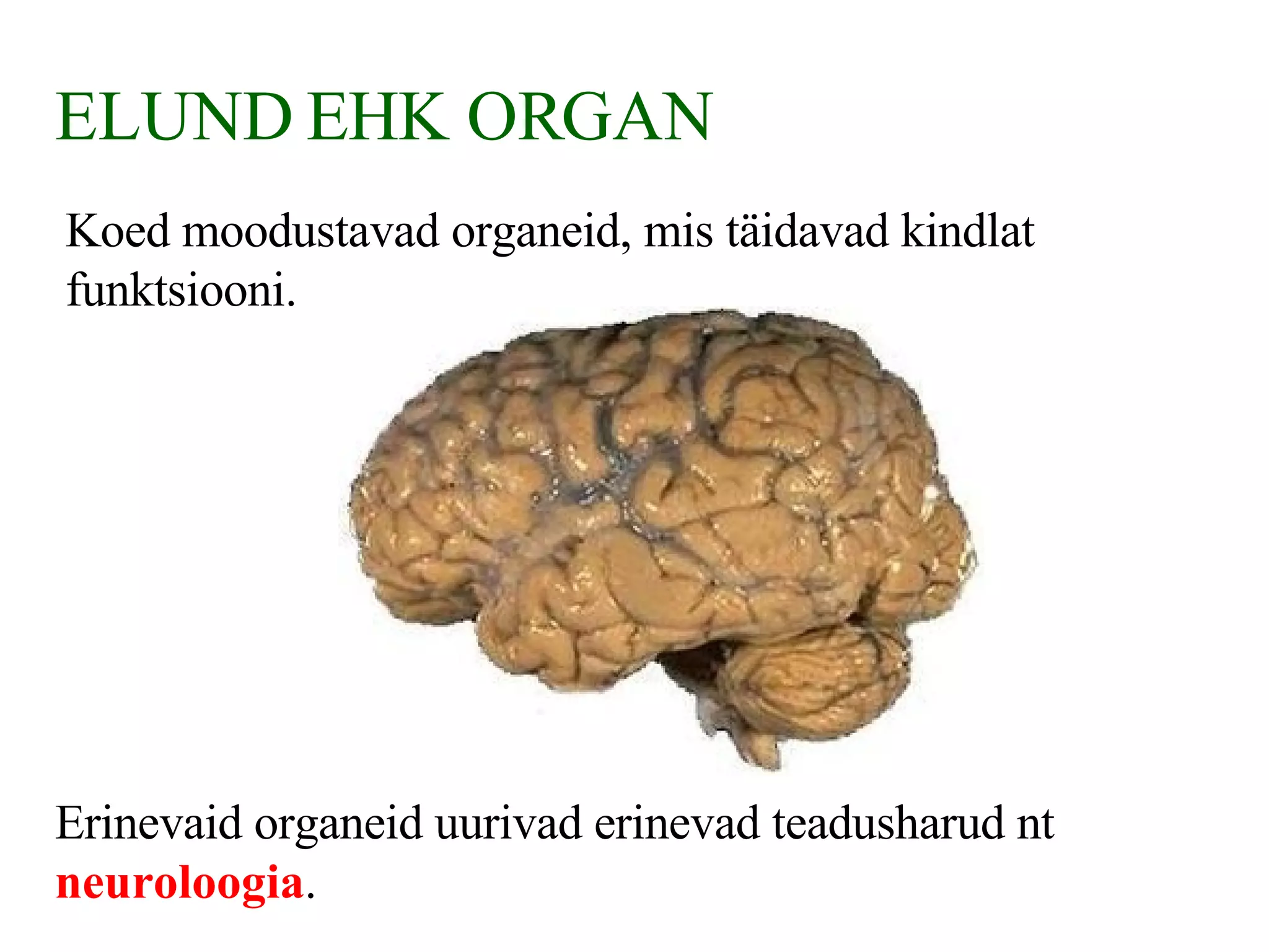 Eluslooduse organiseerituse tasemed | PPT