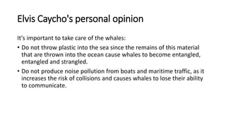 PPT de feed and important take care of the right whales | PPT