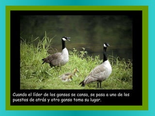 El Vuelo De Los Gansos | PPS