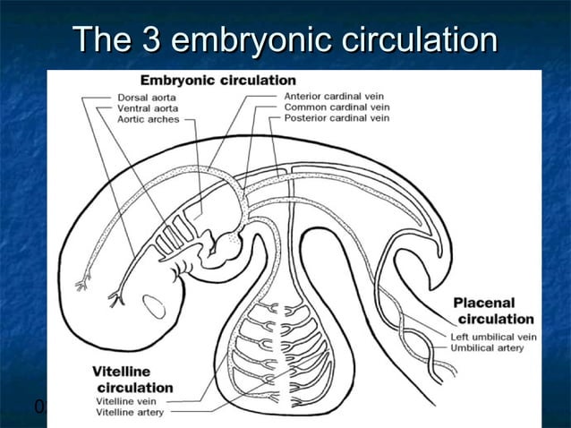 EMBRYOLOGY OF CVS | PPT | Heart and Cardiovascular Diseases | Diseases ...