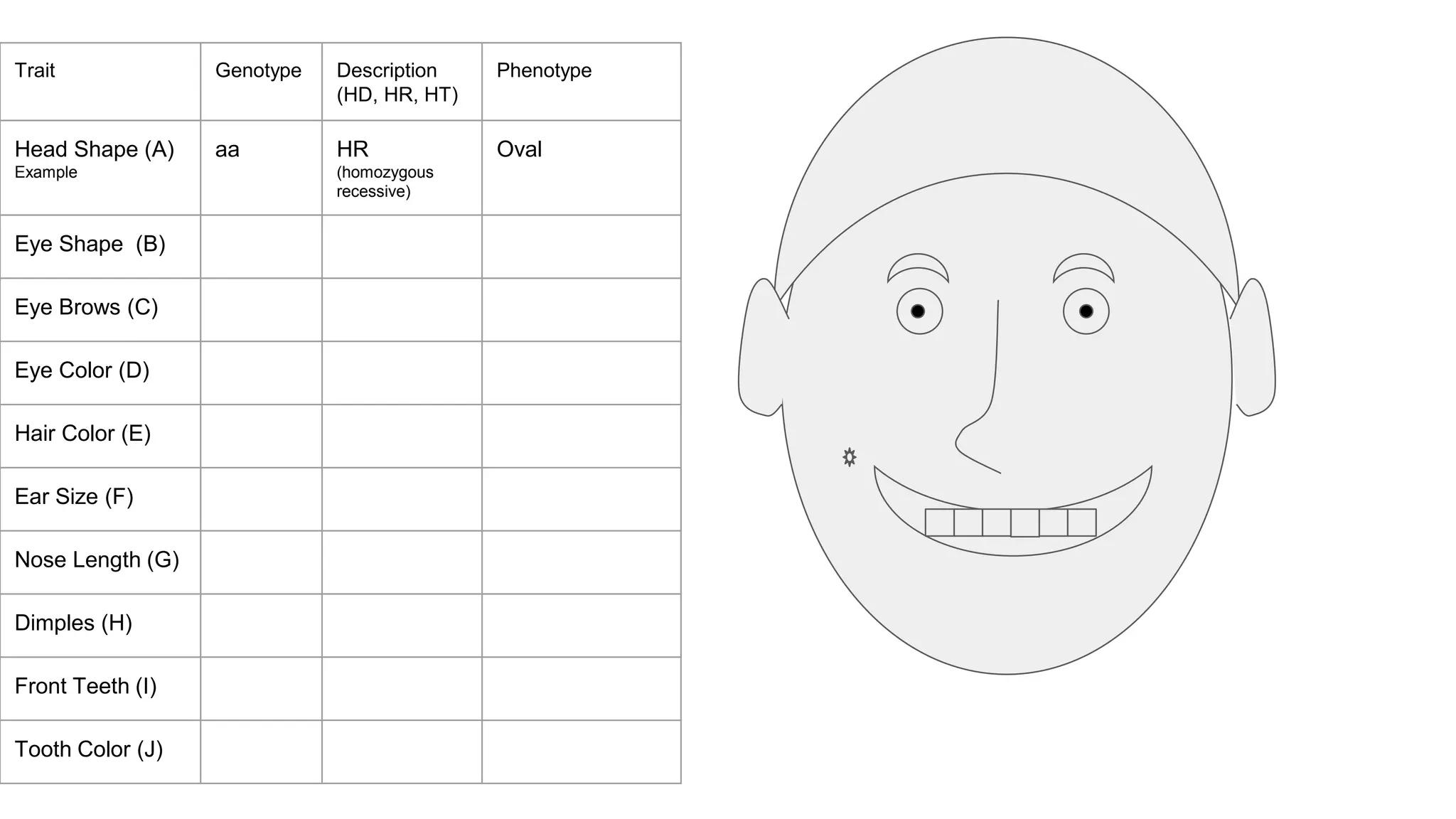 Genotypes to phenotypes | PPT