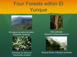 El yunque | PPTX