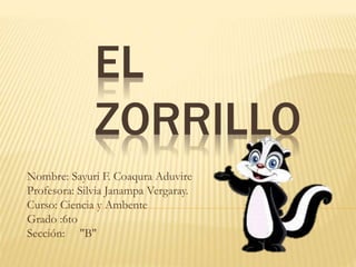 Zorrillo