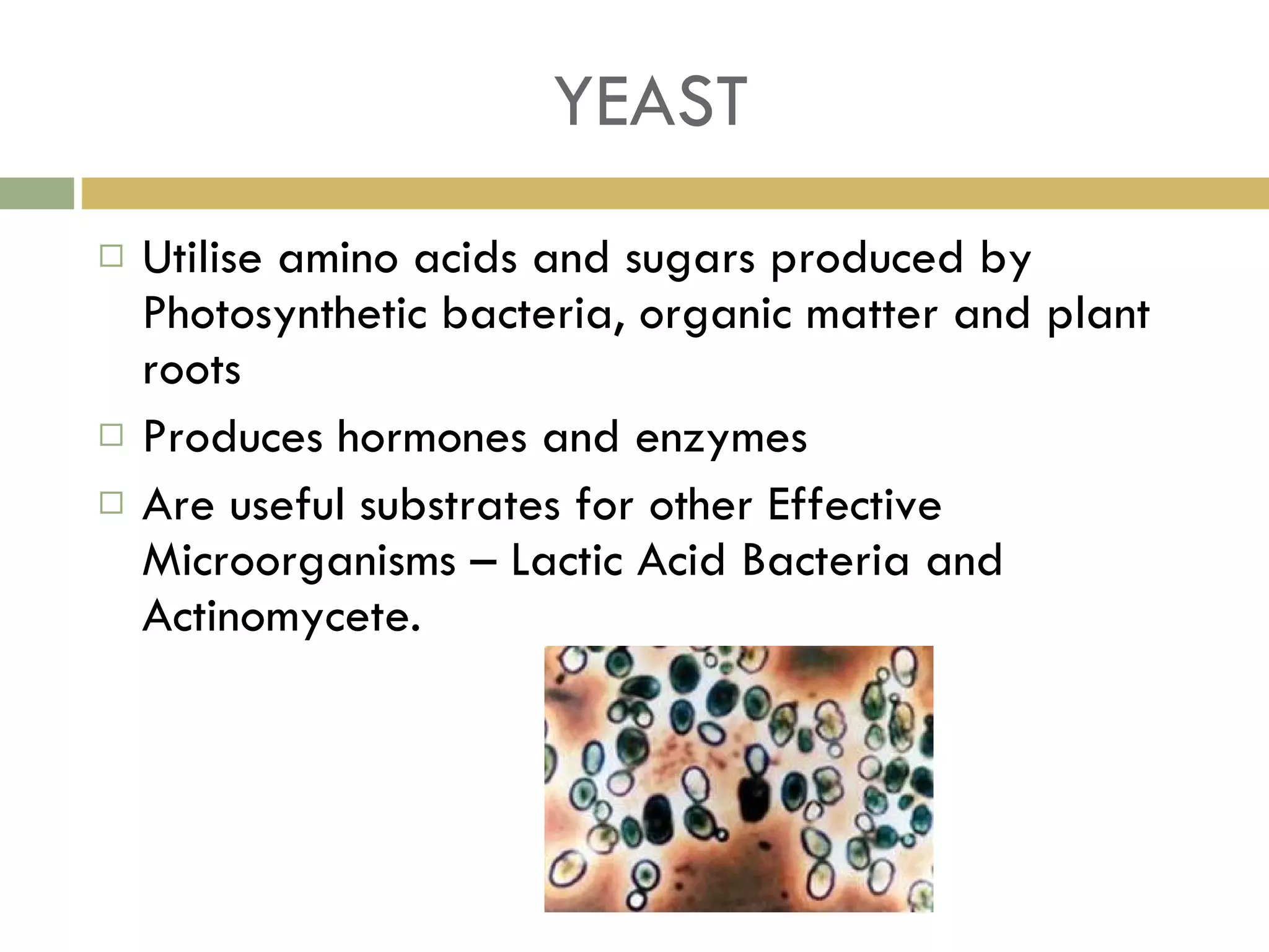 EM - Effective Microbes | PPT