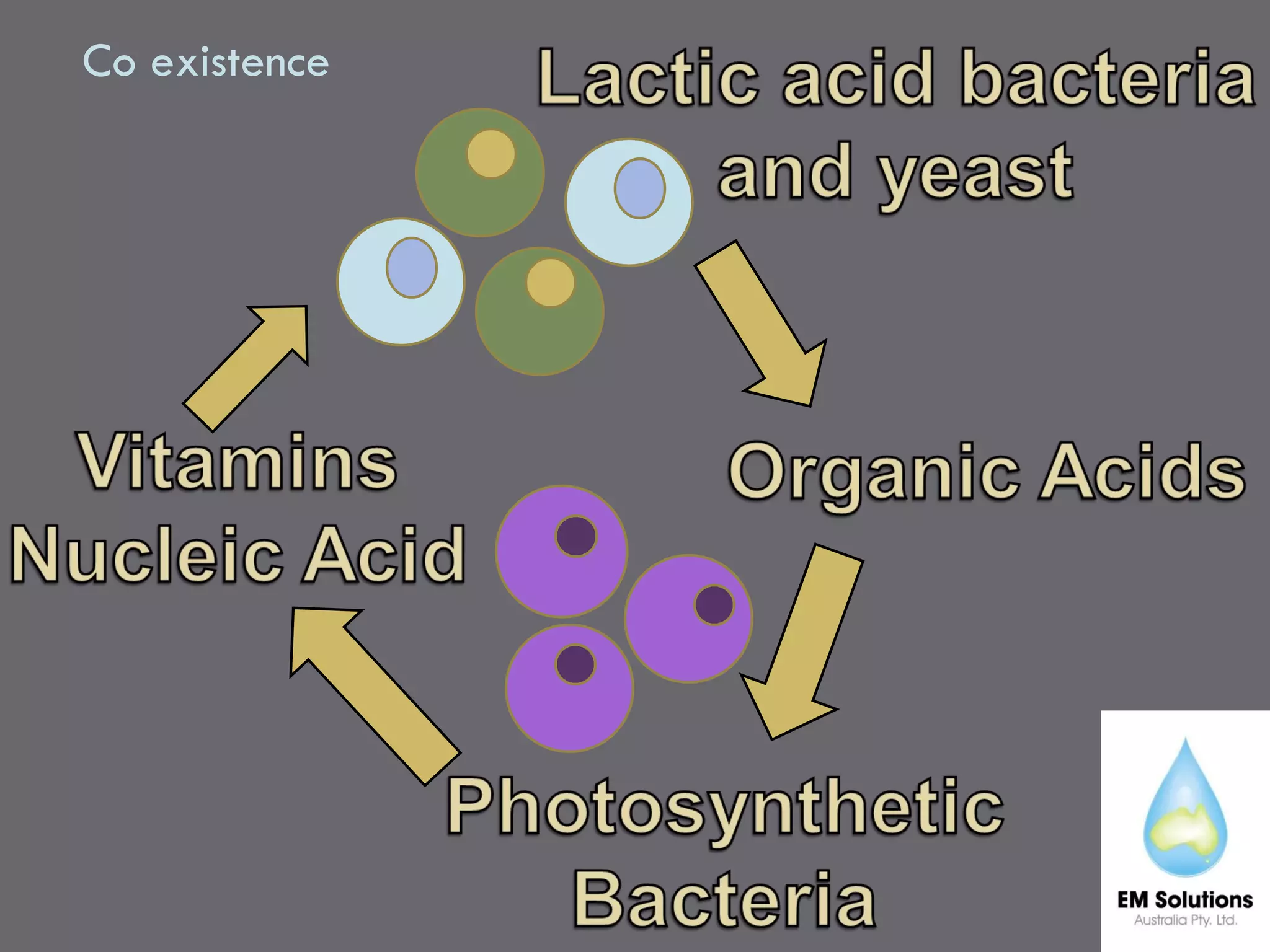 EM - Effective Microbes | PPT | Agriculture | Industries