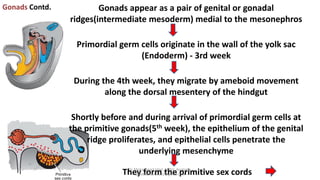 Male & Female Genital-system,Abdomen,Anatomy | PDF
