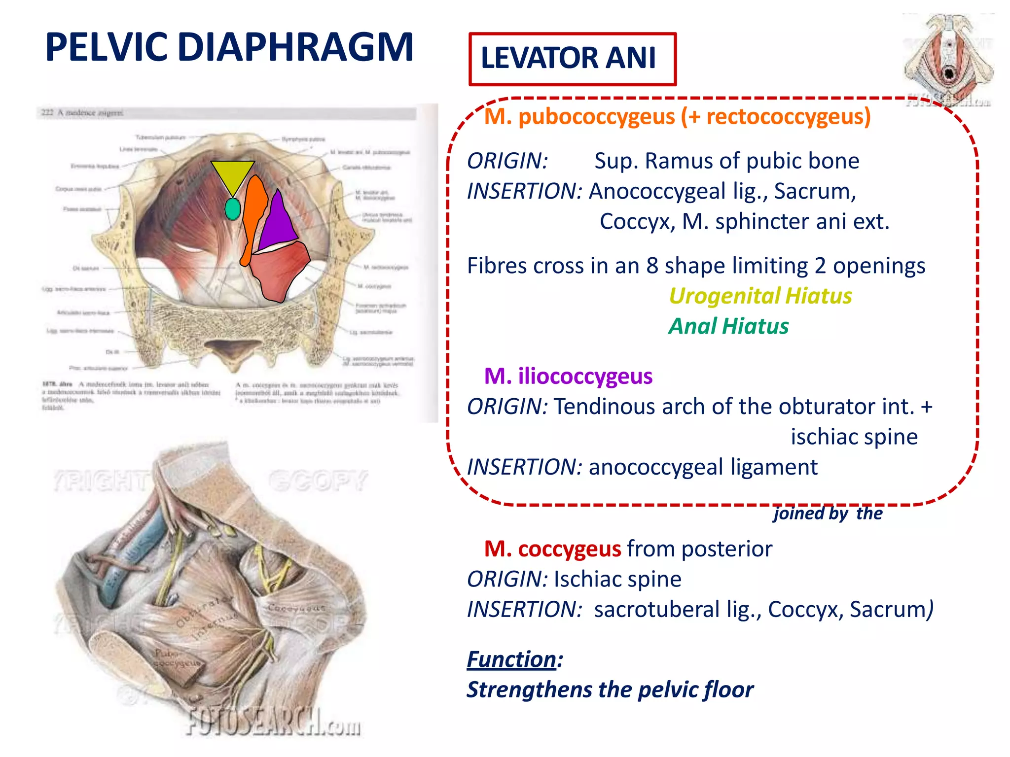 EM-I-1-8-male-pelvis-and-perineum-Székely-A-2019.pptx