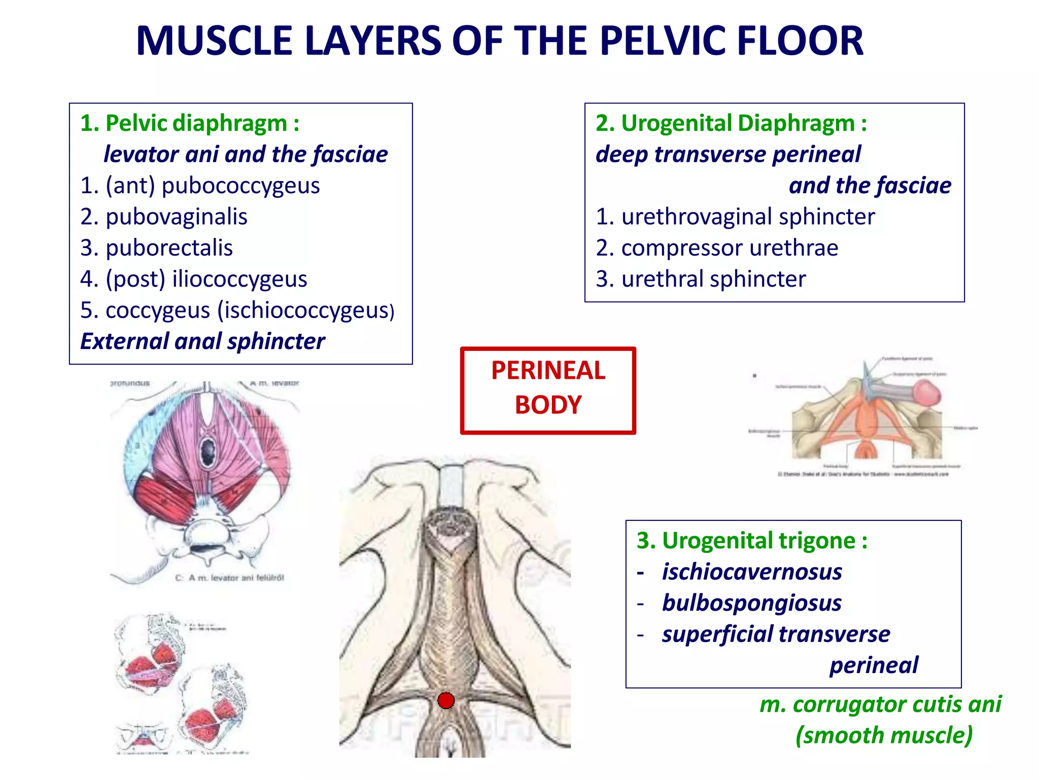 EM-I-1-8-male-pelvis-and-perineum-Székely-A-2019.pptx