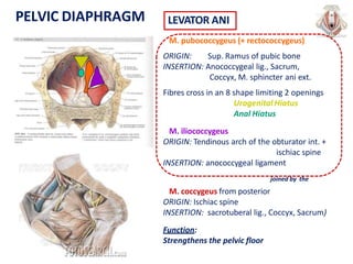 EM-I-1-8-male-pelvis-and-perineum-Székely-A-2019.pptx