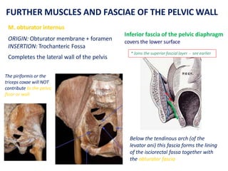 EM-I-1-8-male-pelvis-and-perineum-Székely-A-2019.pptx