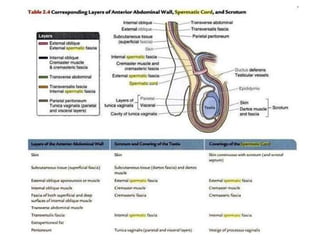 EM-I-1-8-male-pelvis-and-perineum-Székely-A-2019.pptx