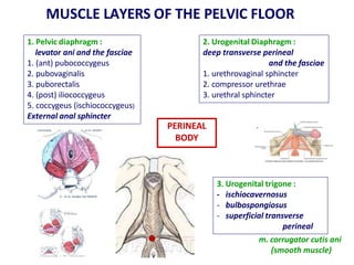 EM-I-1-8-male-pelvis-and-perineum-Székely-A-2019.pptx