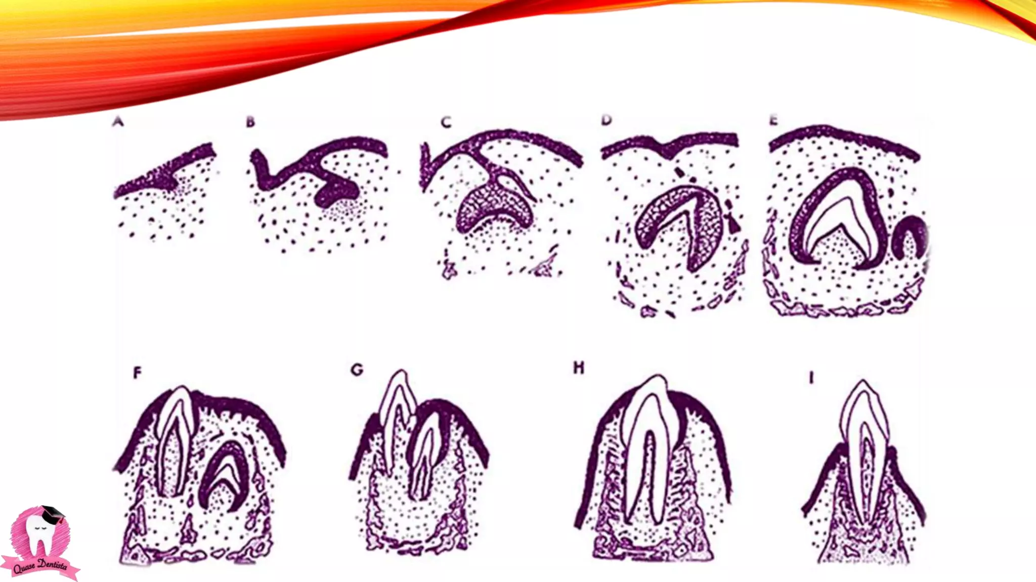EMBRIOLOGIA HUMANA: ODONTOGÊNESE | PPTX