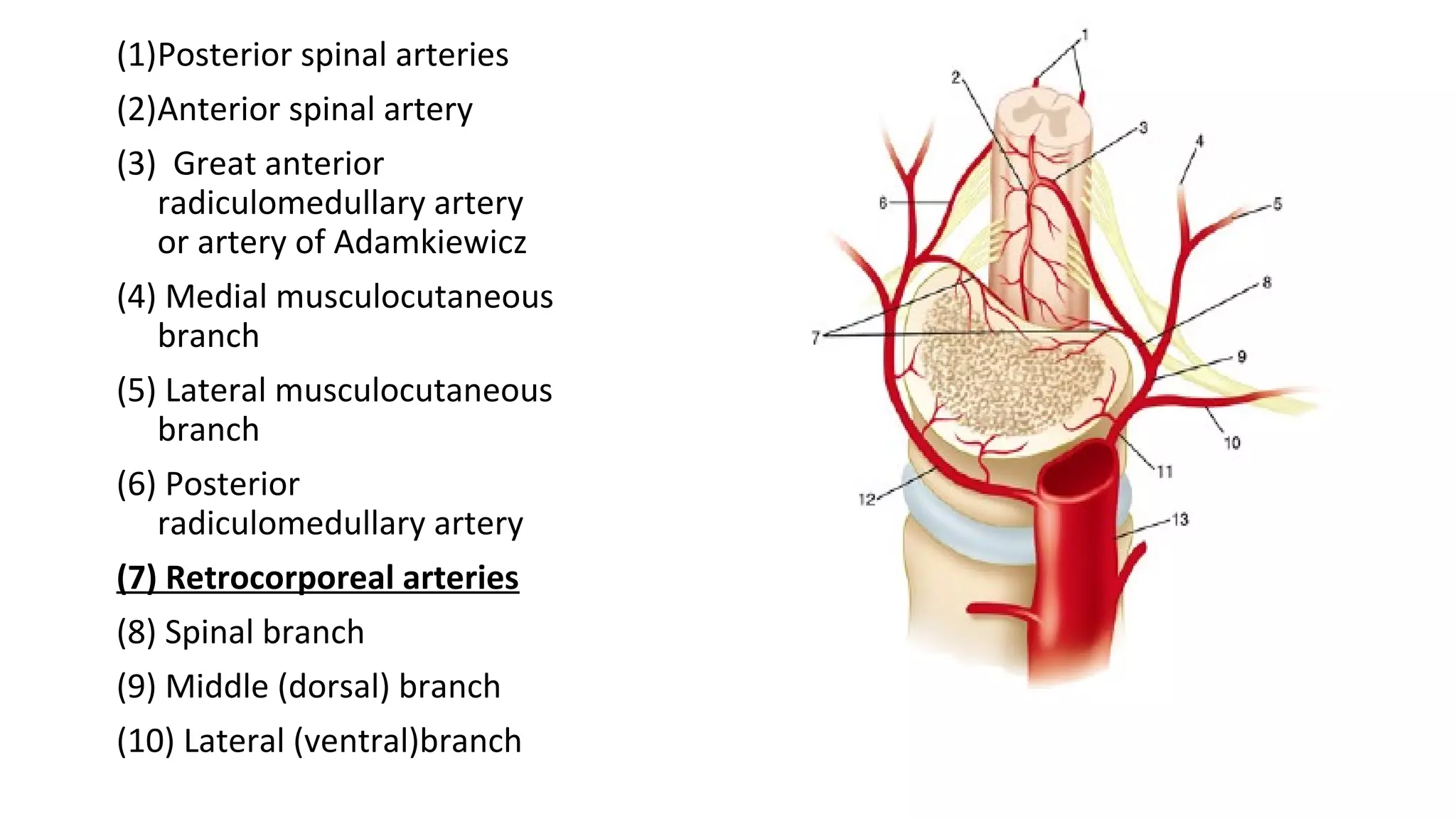 Vascular Anatomy of Spinal Cord | PPT