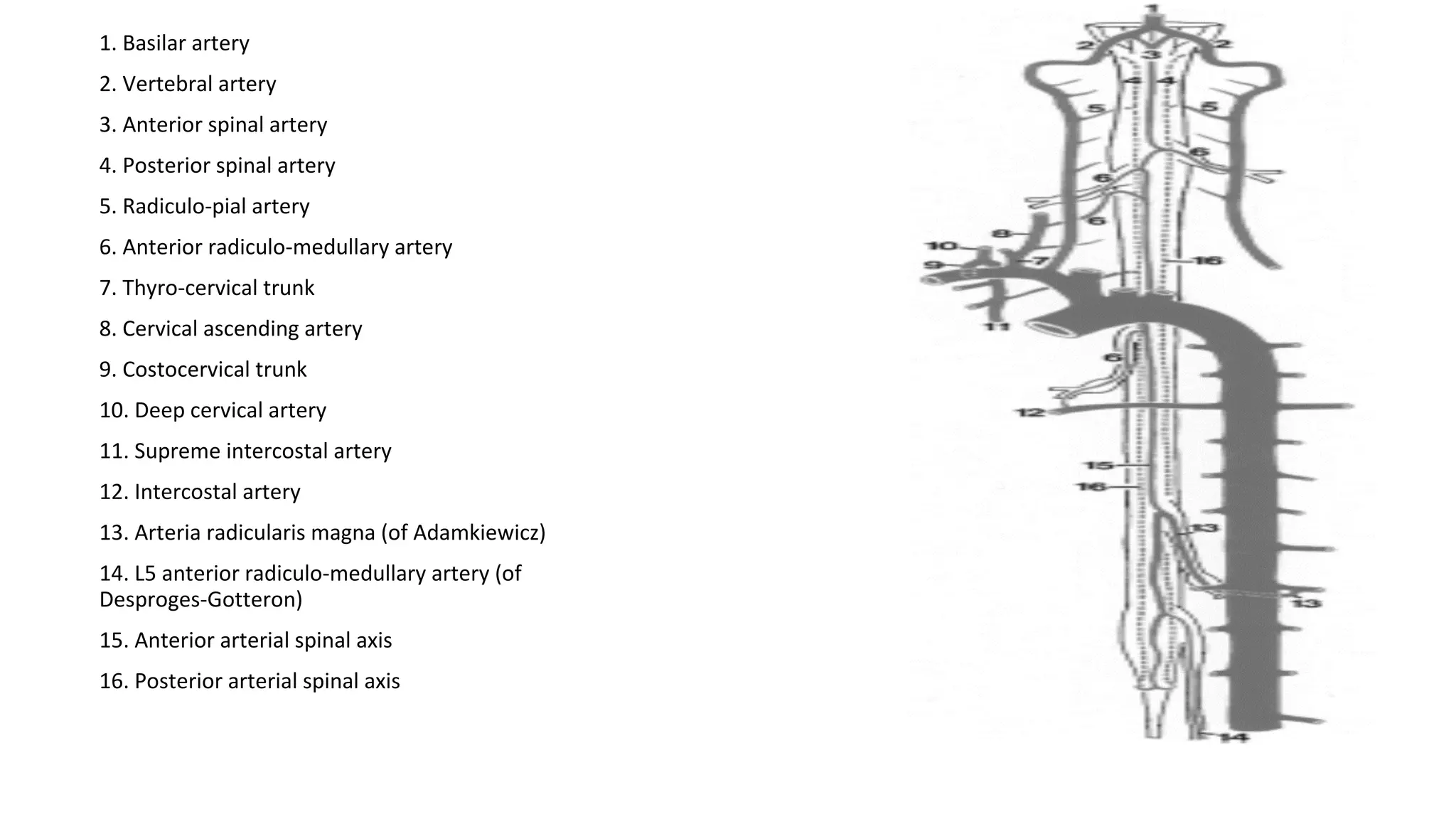 Vascular Anatomy of Spinal Cord | PPT