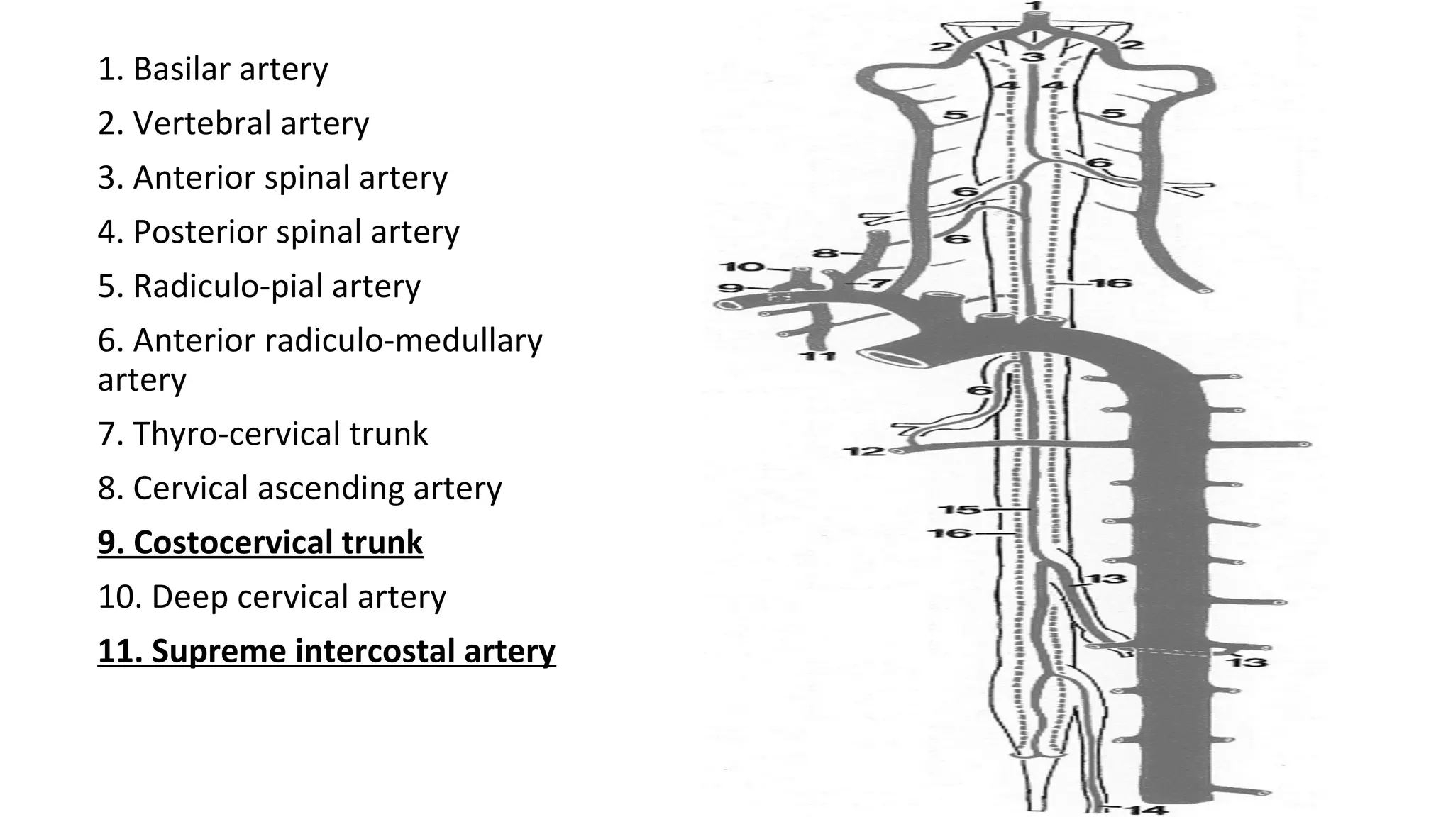 Vascular Anatomy of Spinal Cord | PPT