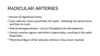 Vascular Anatomy of Spinal Cord | PPT