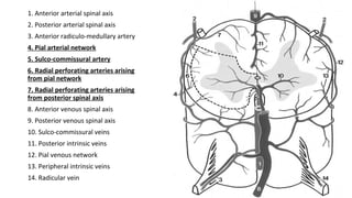 Vascular Anatomy of Spinal Cord | PPT