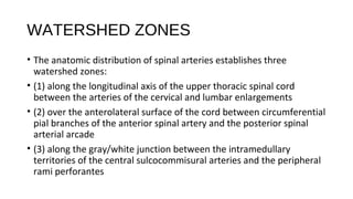 Vascular Anatomy of Spinal Cord | PPT