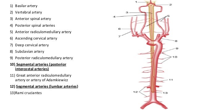 Vascular Anatomy of Spinal Cord