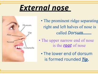 Emailing Anatomy of Nose.ppt._20250203_100353_0000.pdf.pptx