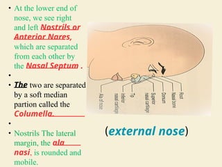 Emailing Anatomy of Nose.ppt._20250203_100353_0000.pdf.pptx