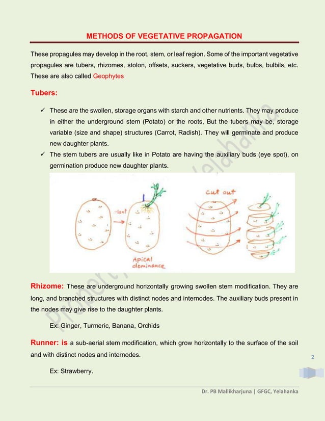 Methods of Vegetative Propagation | PDF | Infertility | Reproductive Health