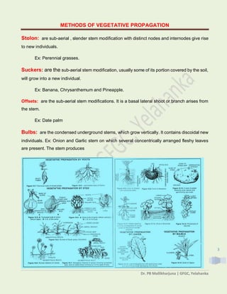 Methods of Vegetative Propagation | PDF