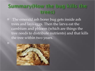 Emarald ash borer | PPT