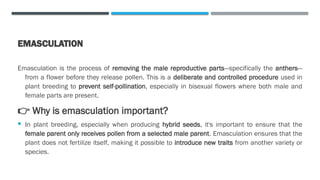 Emasculation and Pollination Mechanism.pptx